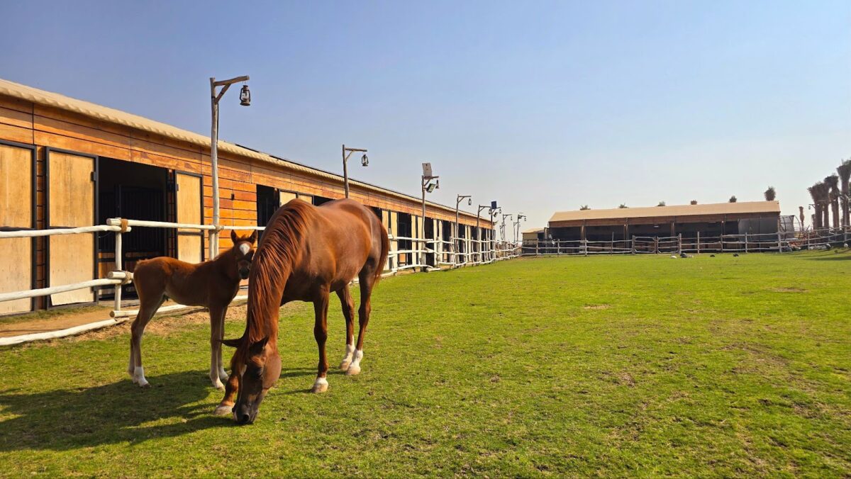 Eco Domes Redefining Luxury: Al Marmoom Domes' and its Commitment to ...