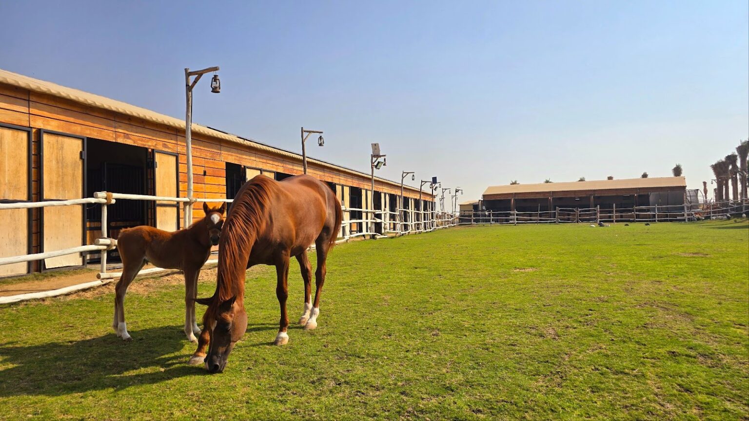 Eco Domes Redefining Luxury: Al Marmoom Domes' and its Commitment to ...