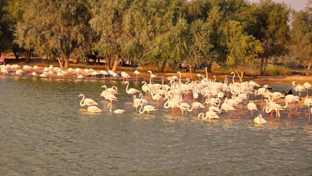 Eco Domes Redefining Luxury: Al Marmoom Domes' and its Commitment to ...